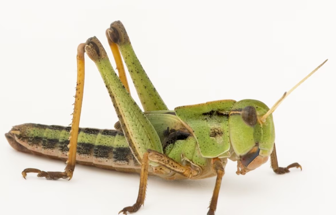 TRADITION QUESTIONS: The Orthodox Omnivore - Tradition Online